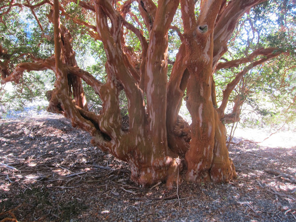 Arrayán Tree | Project Noah