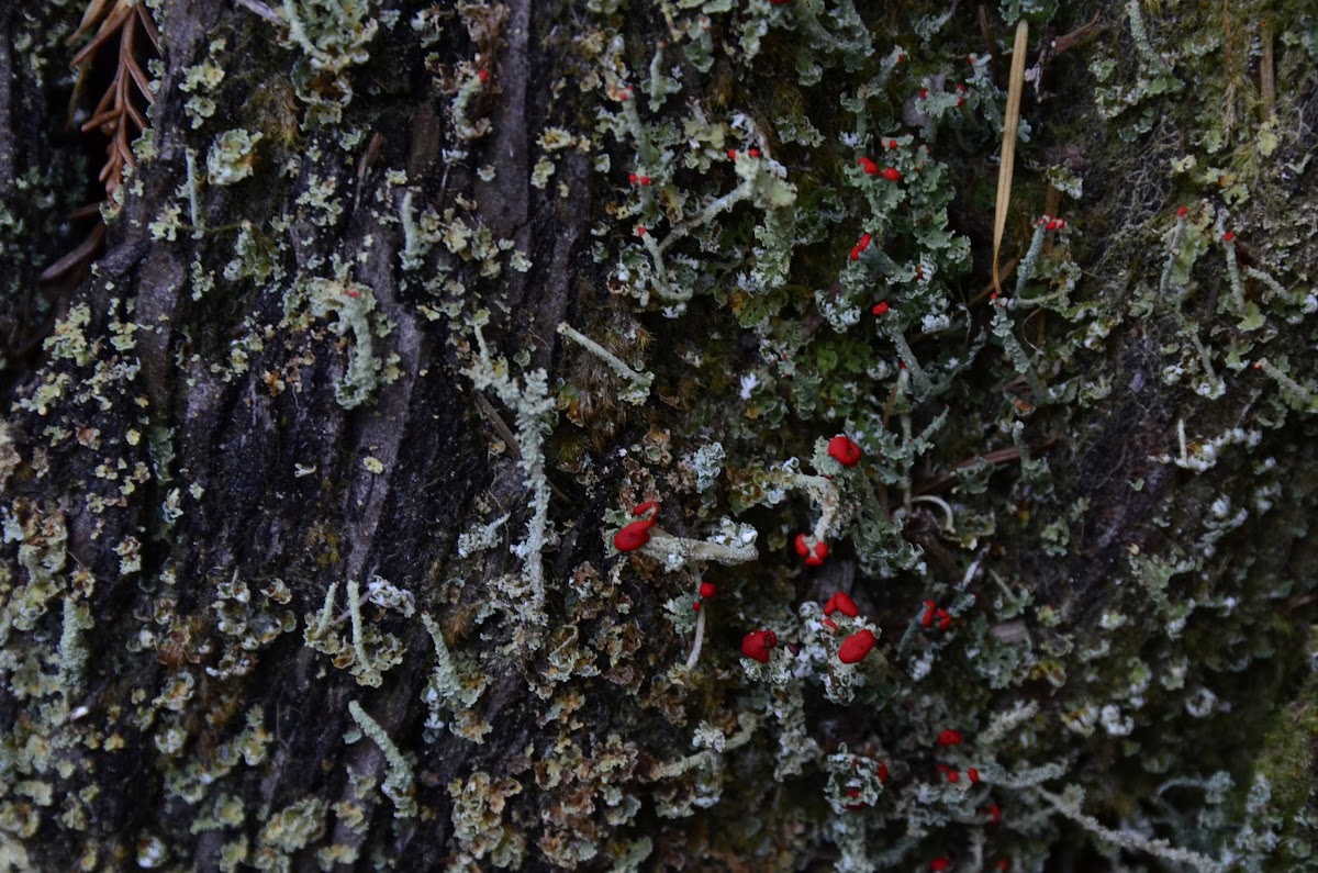 British soldier lichen | Project Noah