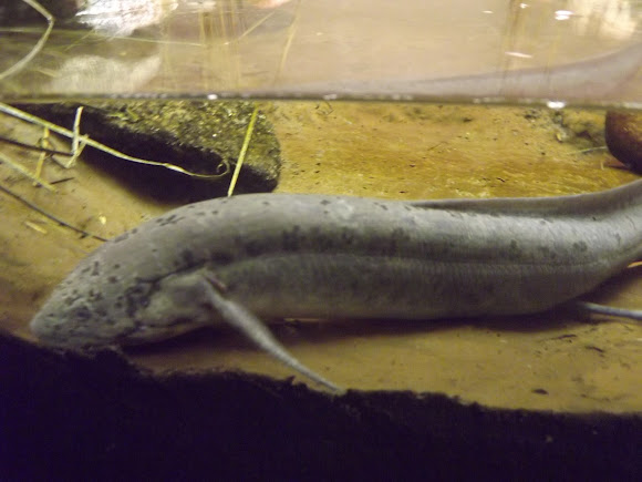 African Lungfish | Project Noah