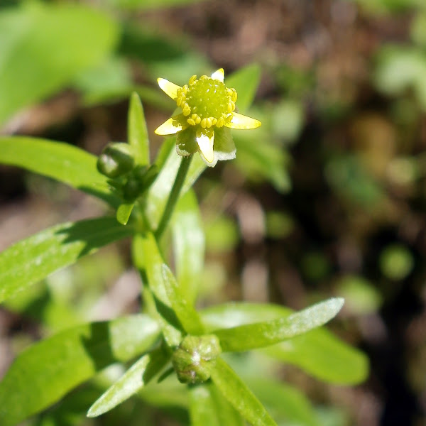 Small-flowered Buttercup | Project Noah