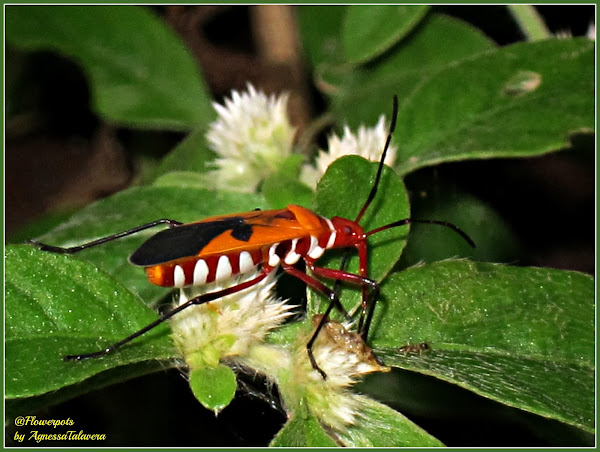 Cotton Stainer Bug | Project Noah
