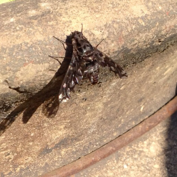 Tiger Bee Fly | Project Noah