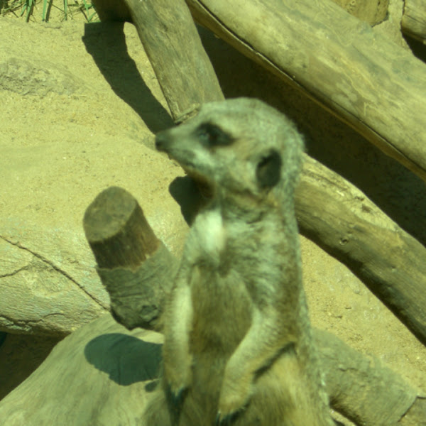 Meerkat | Project Noah