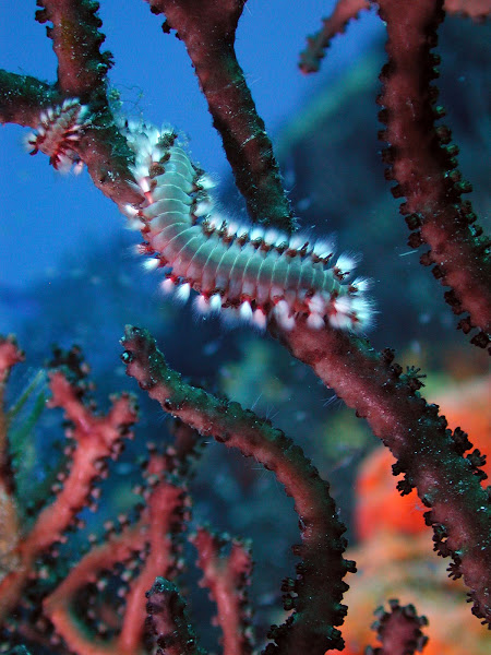 Bearded fireworm | Project Noah