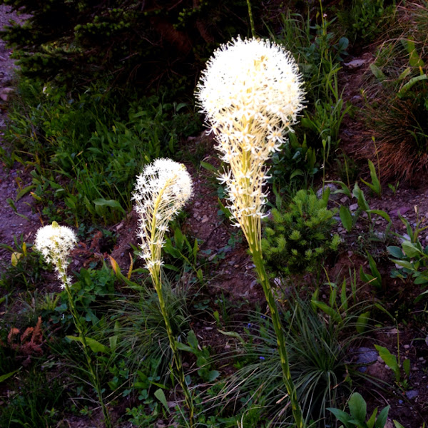 Beargrass | Project Noah