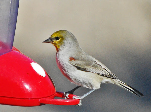 Verdin | Project Noah