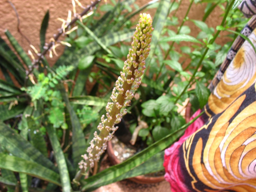 Buntot-tigre | Project Noah