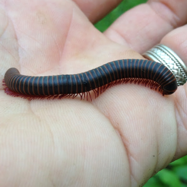Worm Millipede | Project Noah