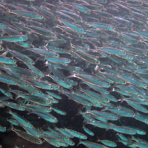 Japanese Anchovy | Project Noah