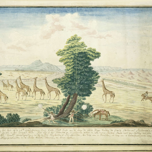 Giraffe-hunt near the Orange River in the vicinity of the Augrabies ...