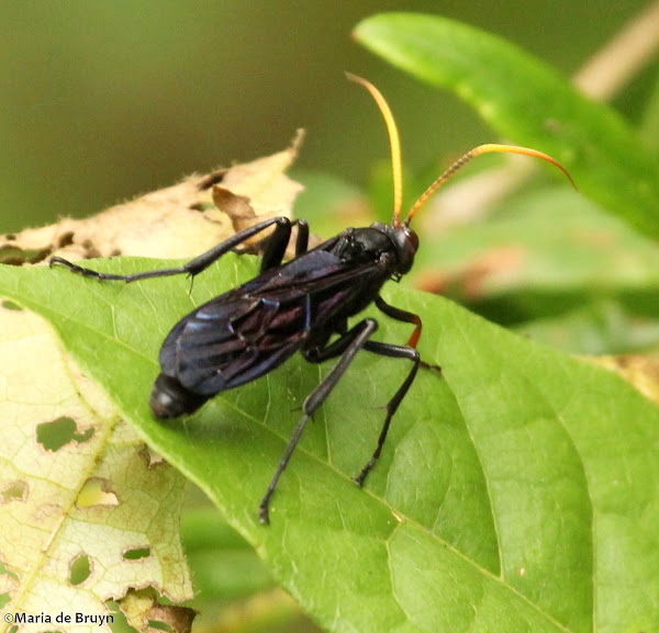 Ichneumon wasp | Project Noah