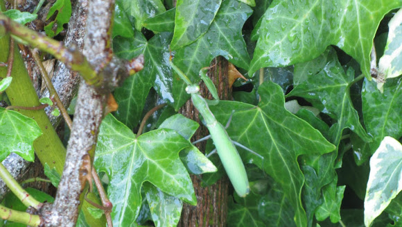 Barbantesa (gl), Mantis religiosa (es), Praying mantis (uk) | Project Noah