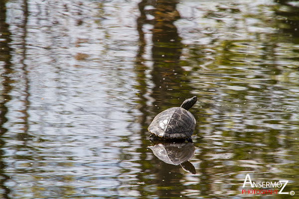 Northern Map Turtle | Project Noah