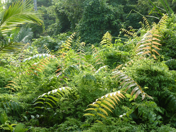 Giant Leather fern/Mangrove fern | Project Noah