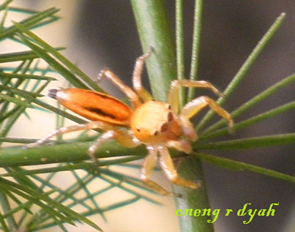 Spider | Project Noah