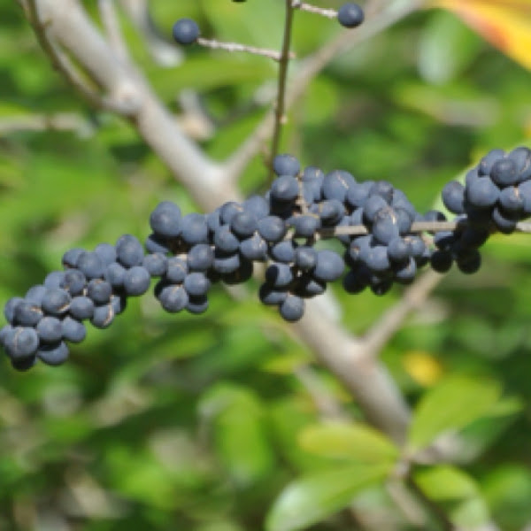 Chinese Privet berries | Project Noah