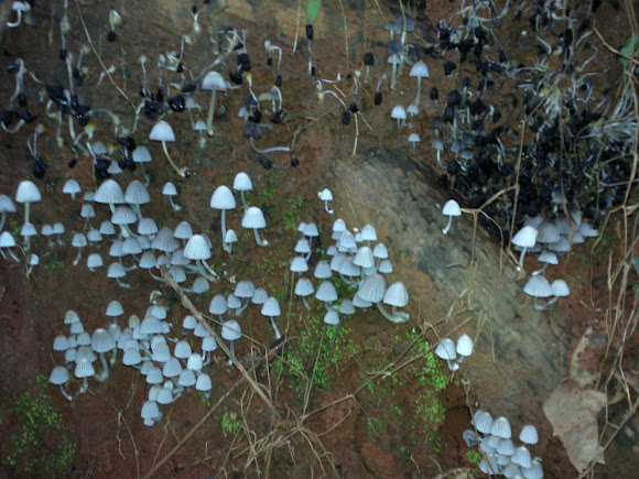 Fairy Inkcap | Project Noah