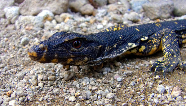 Asian water monitor lizard | Project Noah