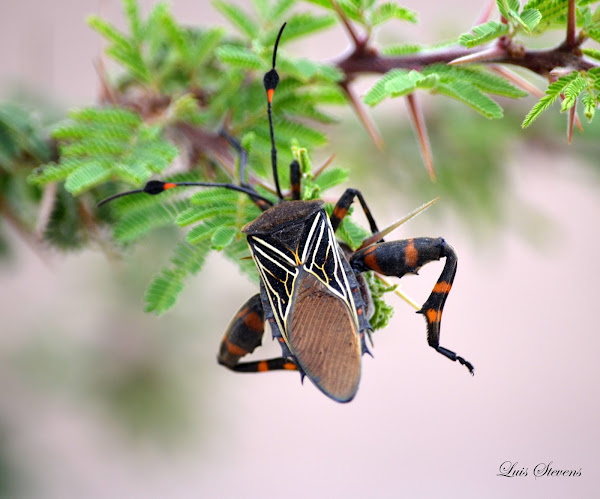 Giant Mesquite Bug | Project Noah