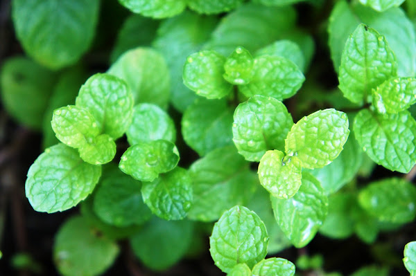 Yerba Buena | Project Noah