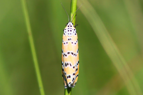 Ornate Bella Moth | Project Noah
