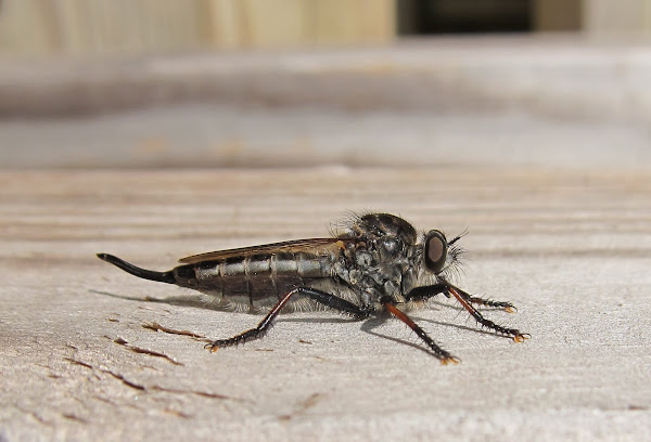 Black Robber fly | Project Noah