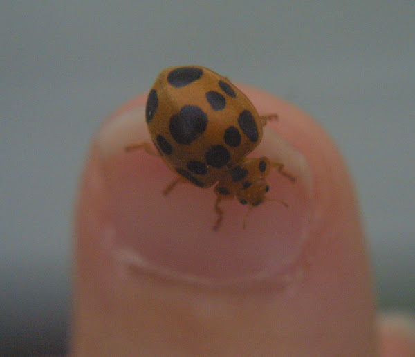 Squash Lady Beetle | Project Noah