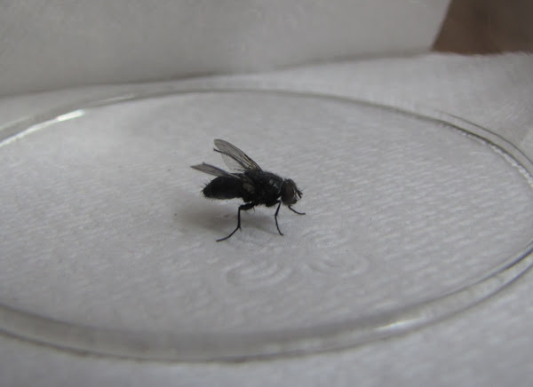 House fly | Project Noah