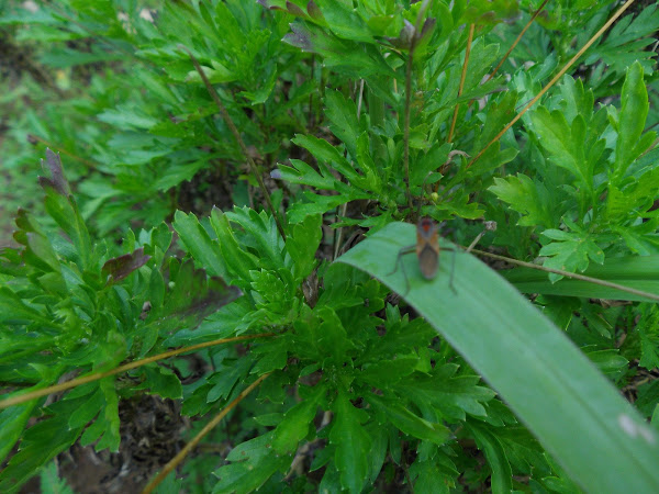 Cotton stainer bug | Project Noah