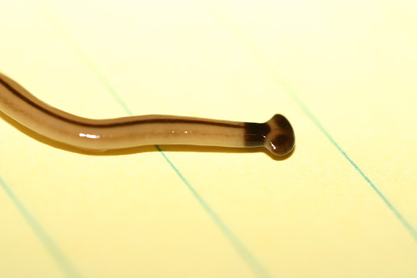 Flathead Worm | Project Noah