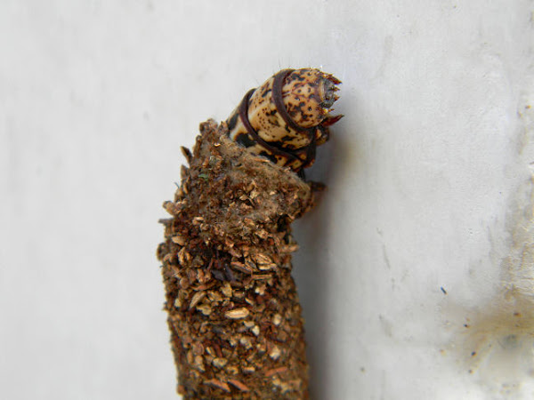 bagworm, casemoth | Project Noah