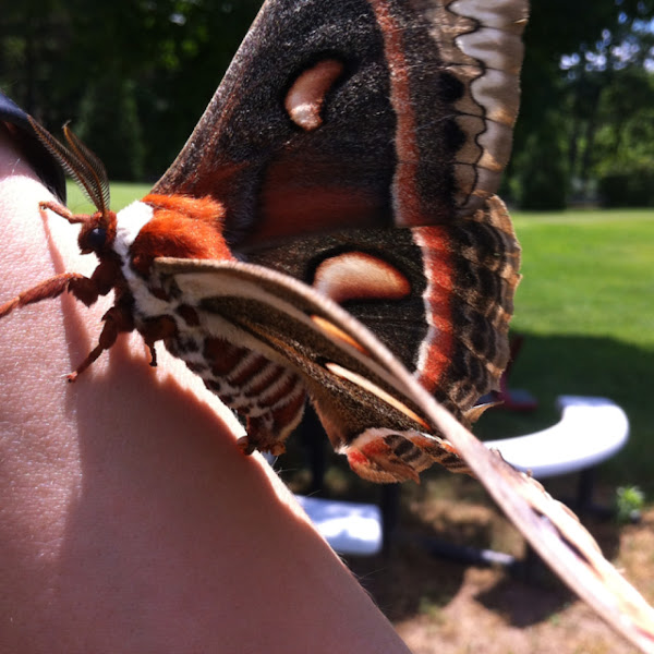 Goliath Moth (cecropia moth) | Project Noah