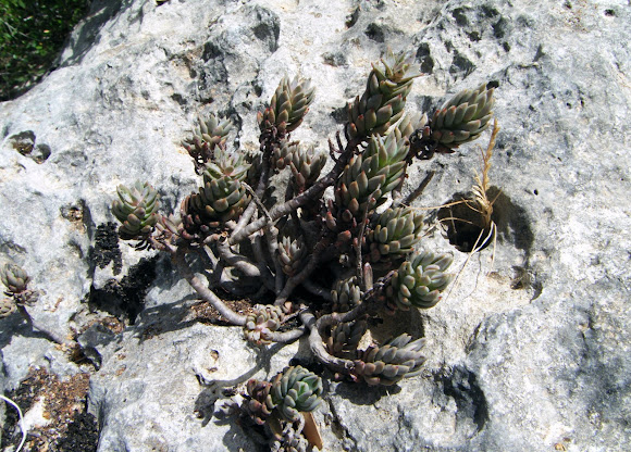 Mediterranean Stonecrop | Project Noah