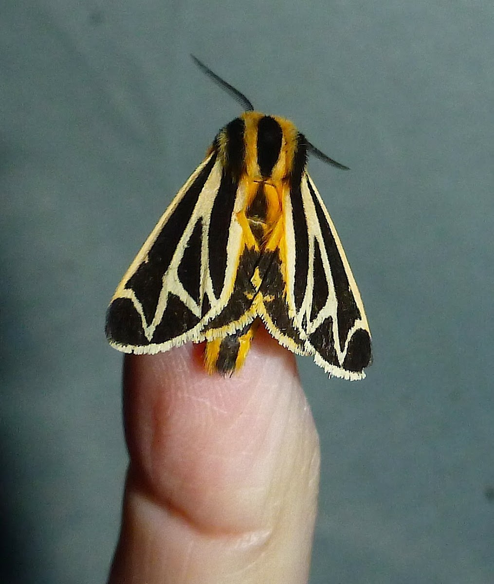 Harnessed Tiger Moth | Project Noah