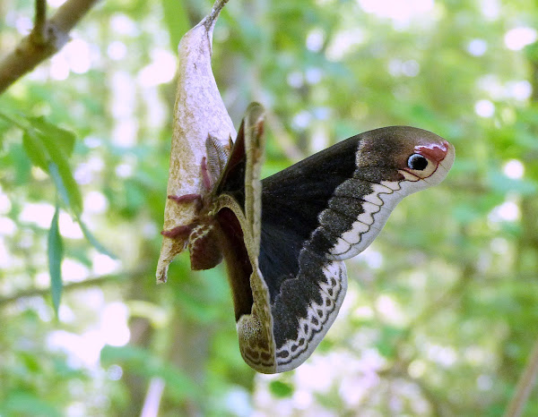 Promethea Silk Moth (Male) | Project Noah