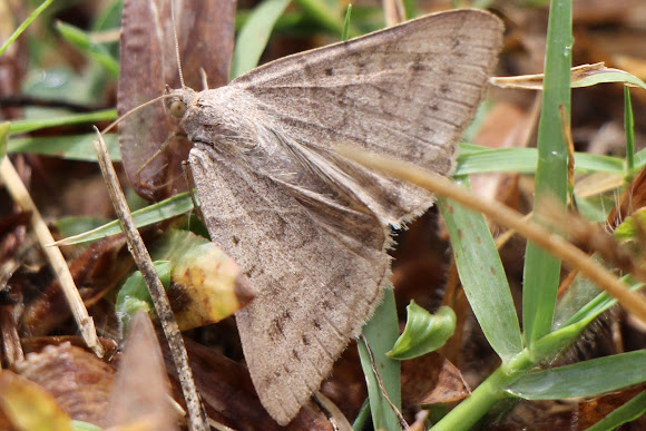 Vetch Looper Moth | Project Noah