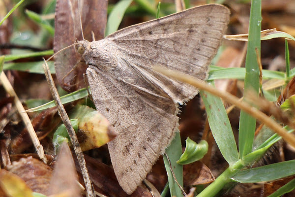 Vetch Looper Moth | Project Noah