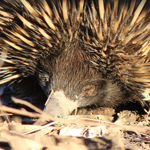 Short-beaked Echidna | Project Noah