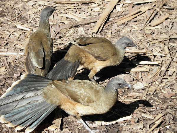 chacalaca | Project Noah