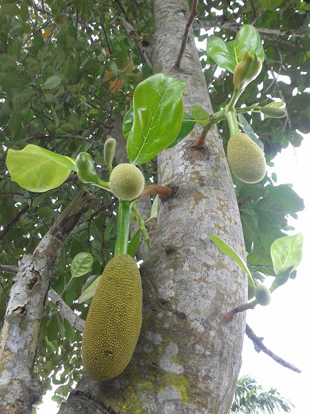 chempedak | Project Noah