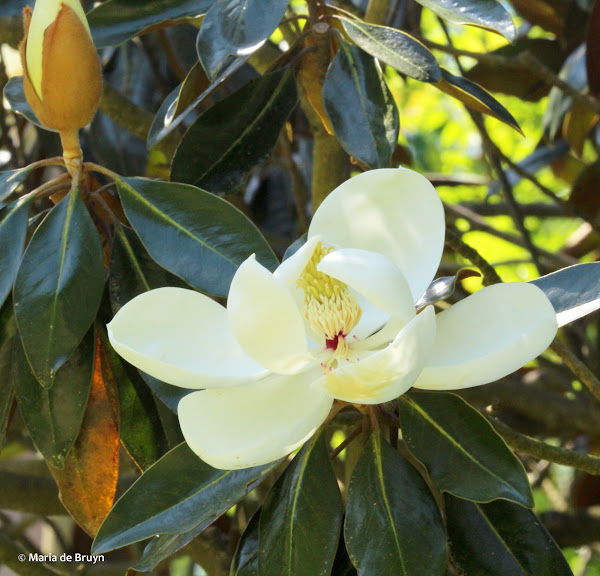 Big-leaf magnolia | Project Noah