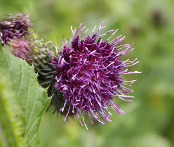 Welted Thistle | Project Noah