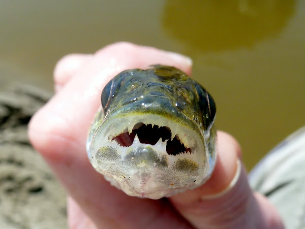 Walleye | Project Noah