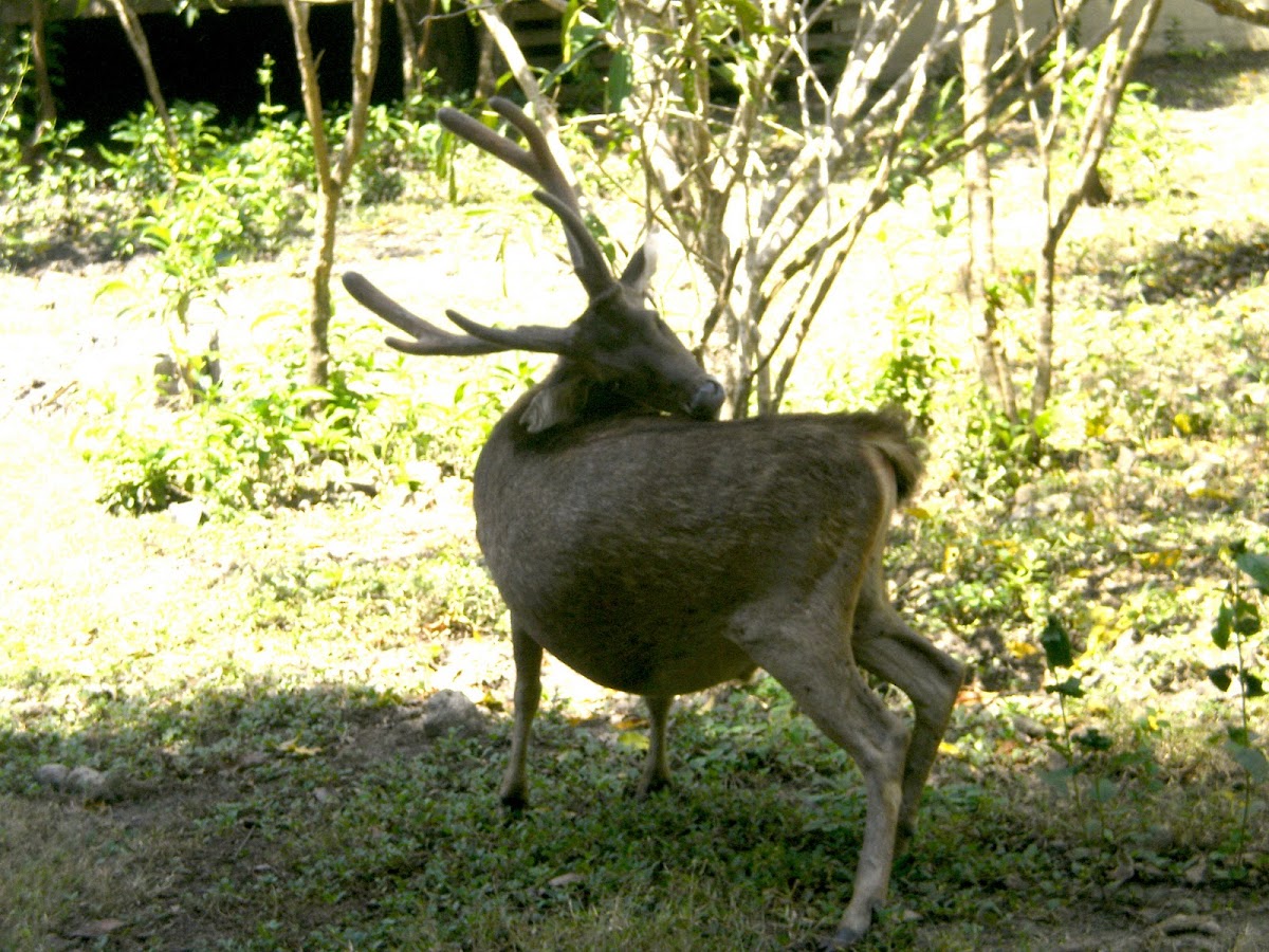 Rusa Deer | Project Noah