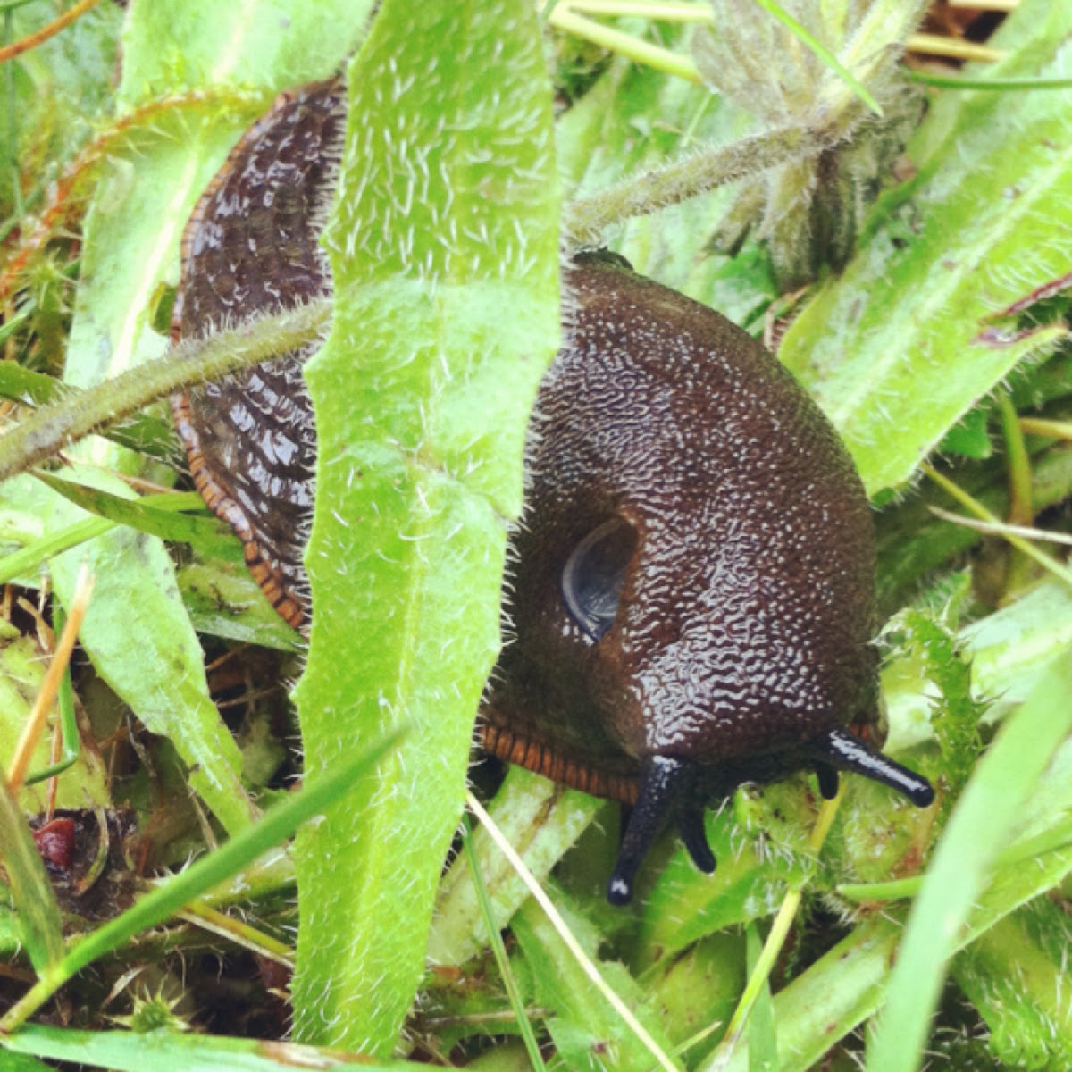 Spotting | Project Noah