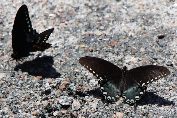 Spicebush Swallowtail | Project Noah
