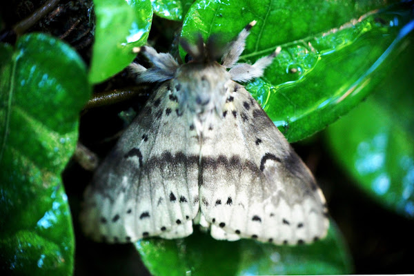 Asian Gypsy Moth (male) | Project Noah