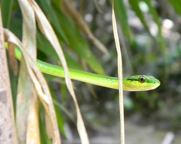 Culebra Voladora - Green Parrot Snake | Project Noah