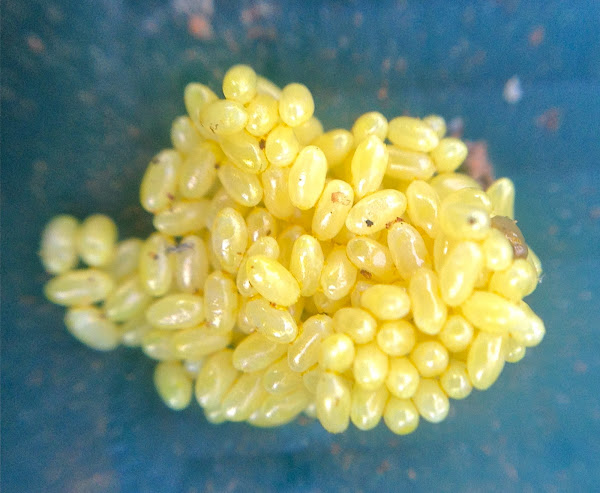 Earwig Eggs | Project Noah