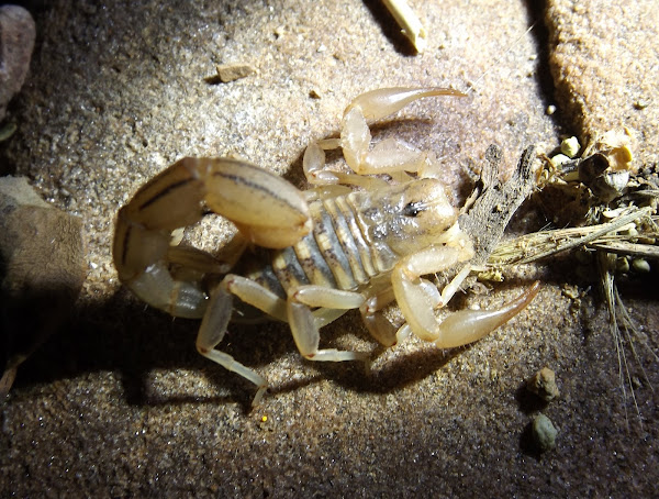 Stripe-tailed Scorpion | Project Noah